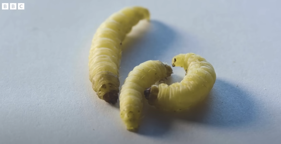 Plastic Eating Worms: A Solution to Our Plastic Problem? - ThePakEdu Blog